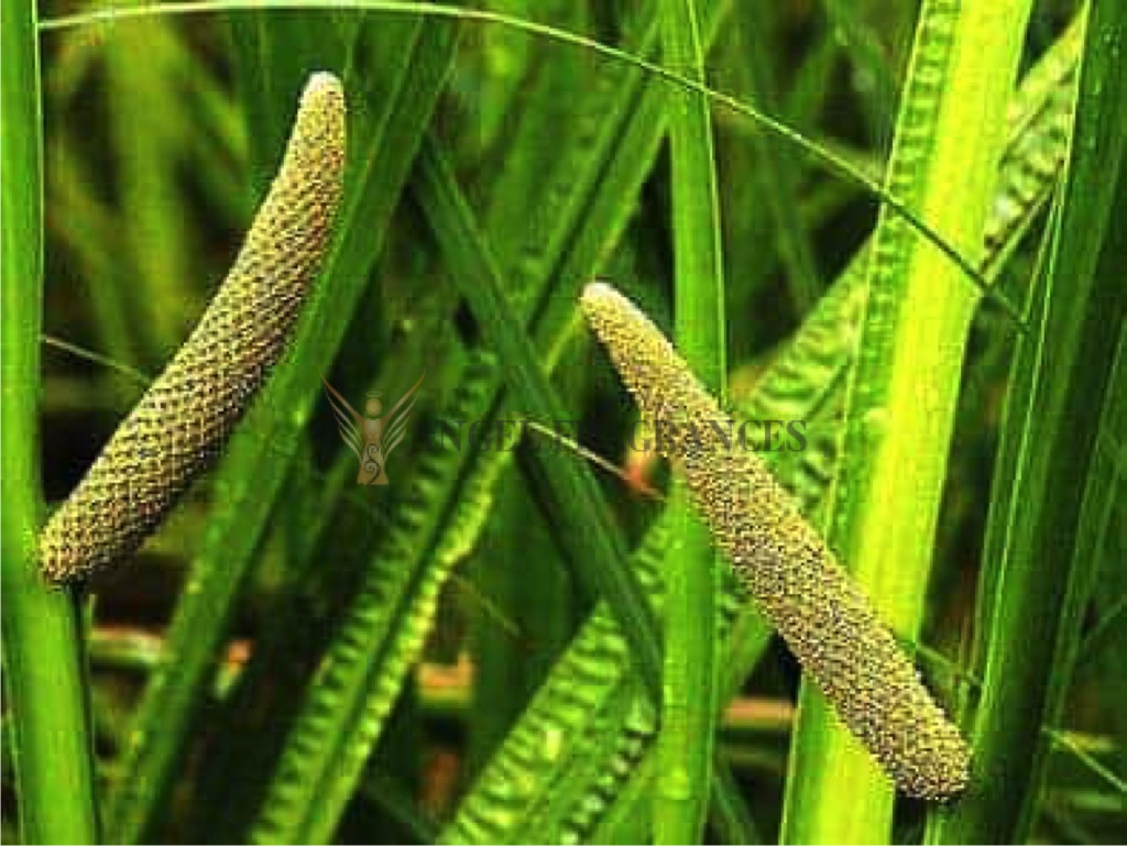 Calamus Natural Essential Oil Supplier and Distributor in Dubai