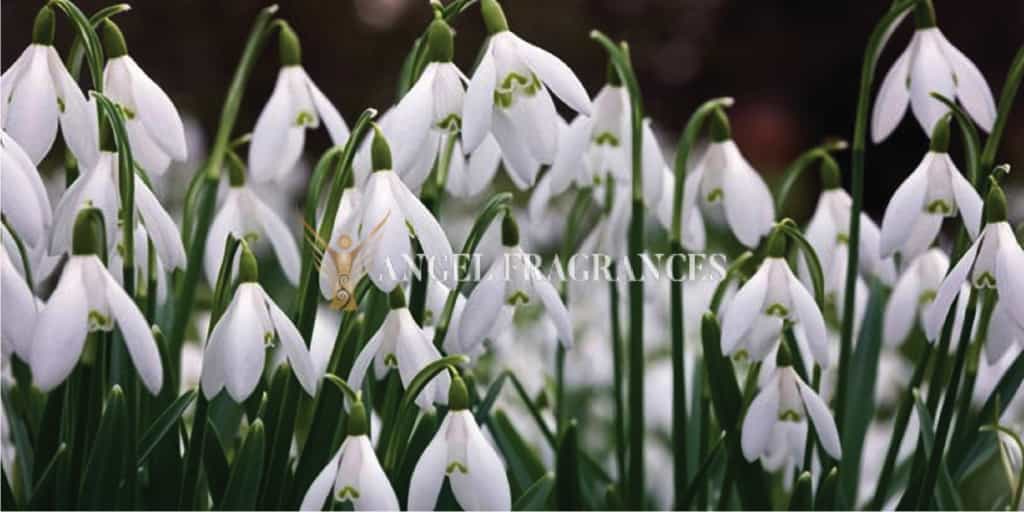 Frost & Snowdrops Fragrance Oil Exporter and Provider in Dubai (UAE)